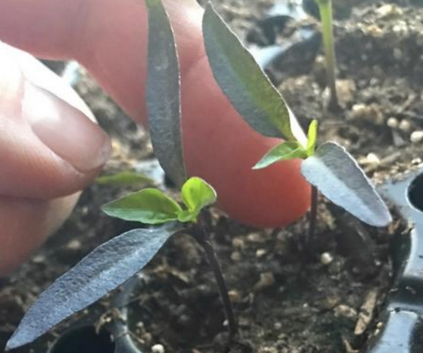 pepper seedlings falling over