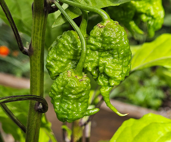 What to do with unripe Peppers – Sandia Seed Company