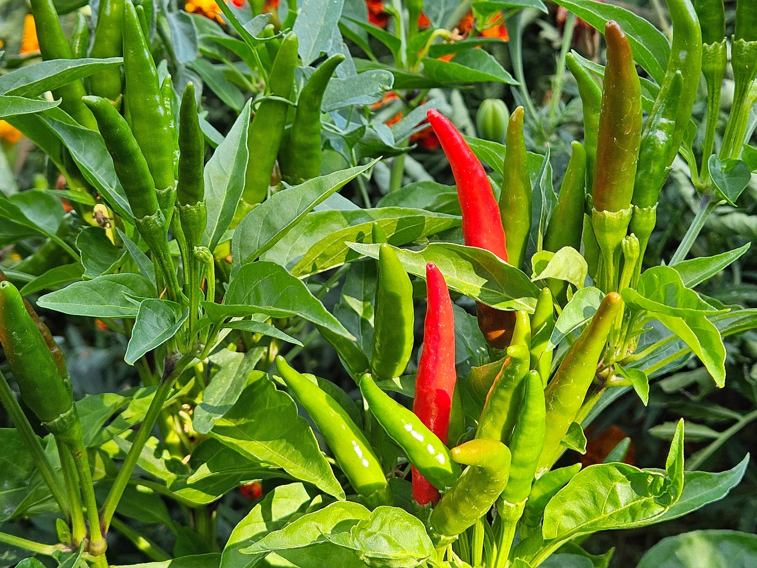 Devil's Tongue Pepper Seeds – Sandia Seed Company
