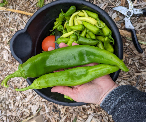 Grow the Biggest Peppers for extra-large harvests! – Sandia Seed Company