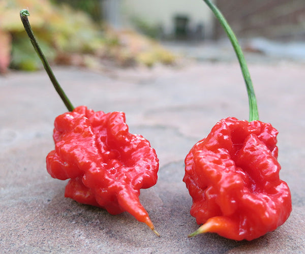 Hottest Chilli in the World 2020 – Sandia Seed Company