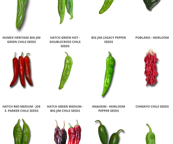 Chilli Seeds – Sandia Seed Company