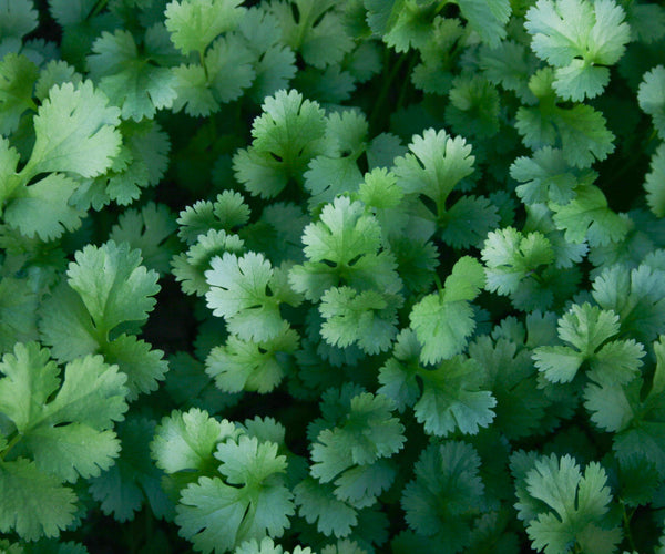 Start Cilantro Seeds Now – Sandia Seed Company