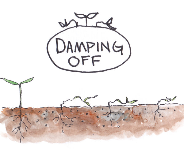 Seedling Damping Off - The cure! – Sandia Seed Company