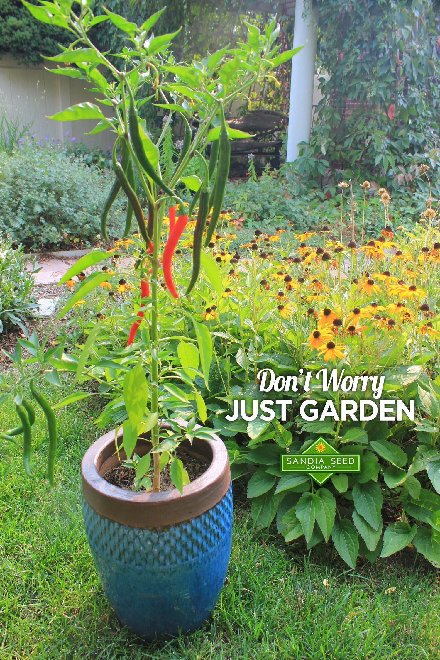 How to Transplant Pepper Plants – Sandia Seed Company