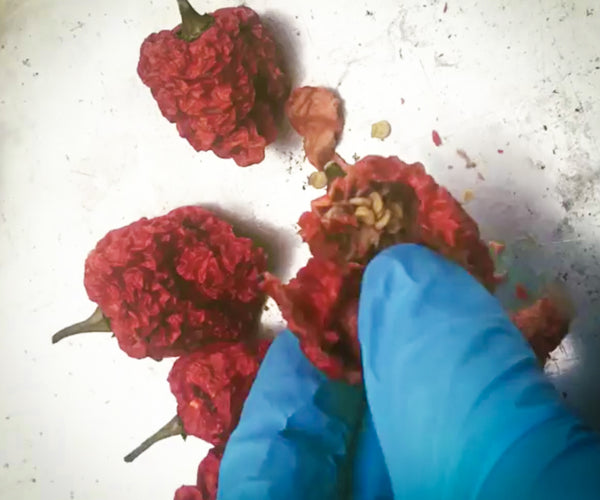 Dragon's Breath Chilli at 2.48 million Scoville – Sandia Seed Company