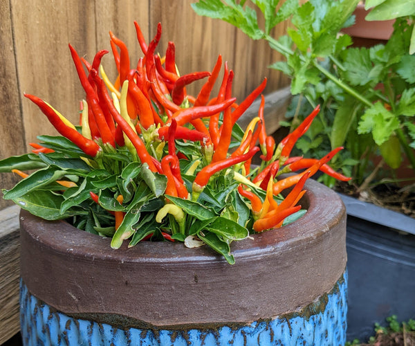 Ten great peppers for pots in small spaces! – Sandia Seed Company