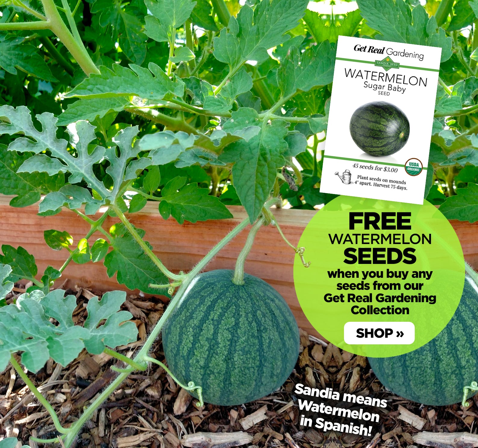 FREE SEEDS with Purchase – Sandia Seed Company