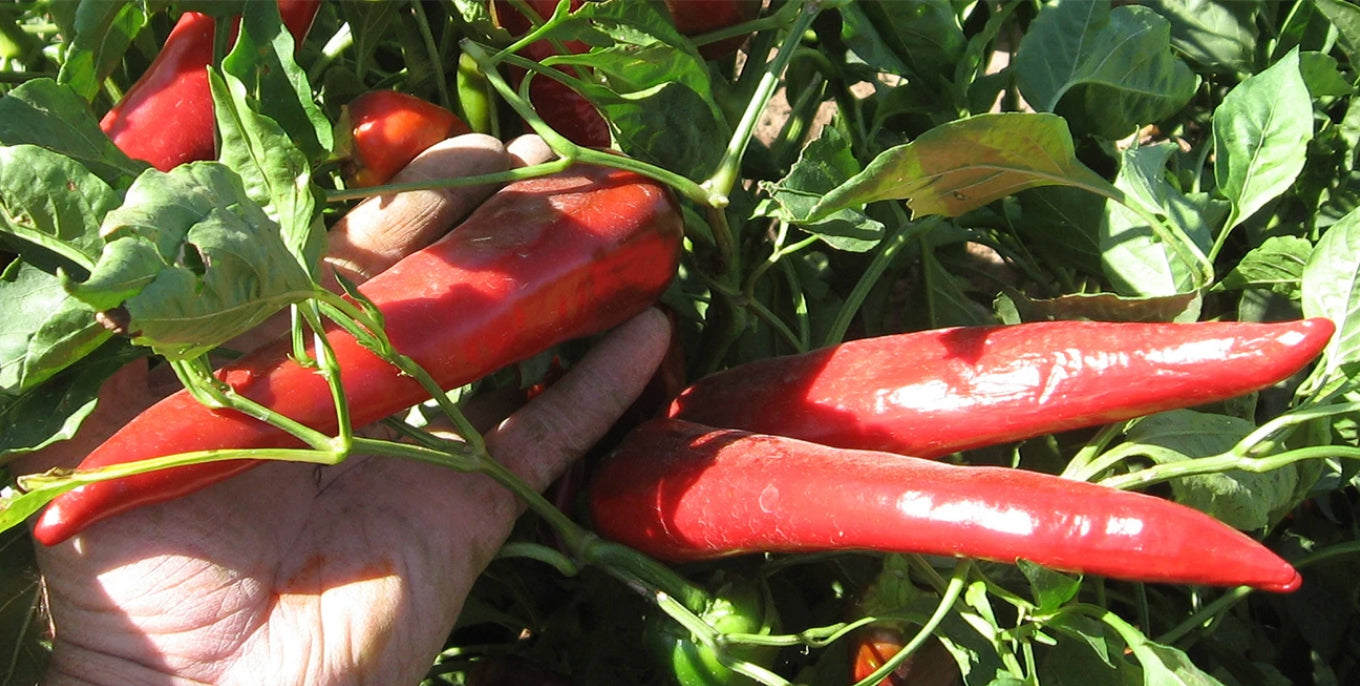 Pueblo Chile Seeds – Sandia Seed Company
