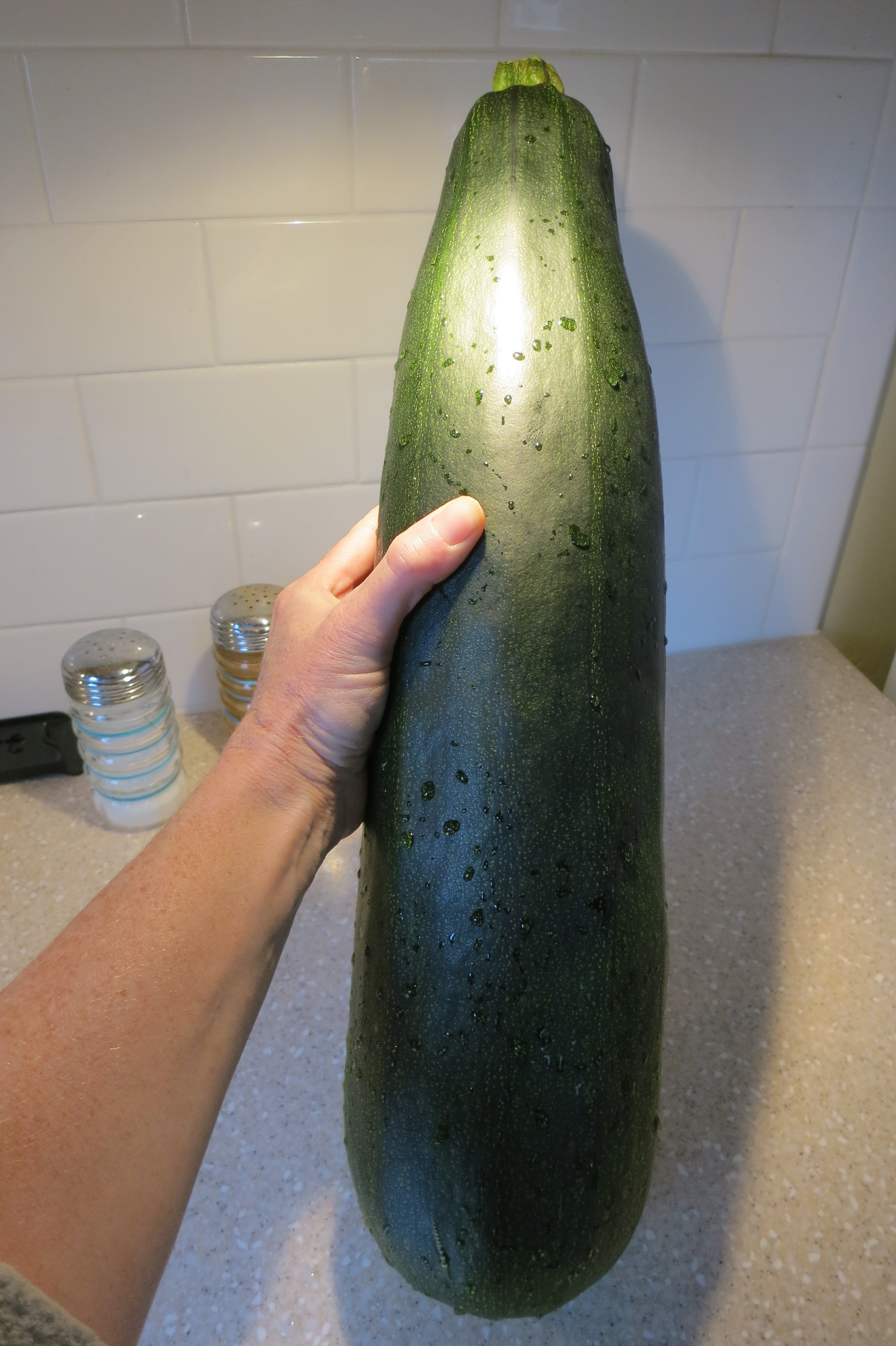 Zucchini: The most abundant crop! – Sandia Seed Company