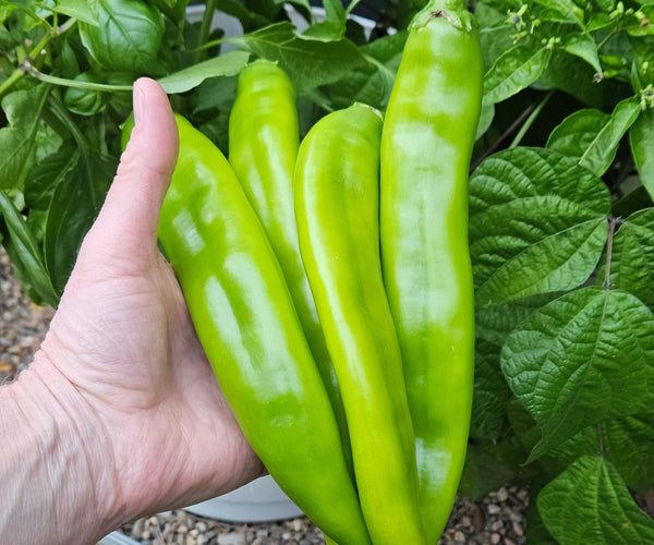 Biggest Selection of Green Chile Seeds - in all heat levels! – Sandia ...