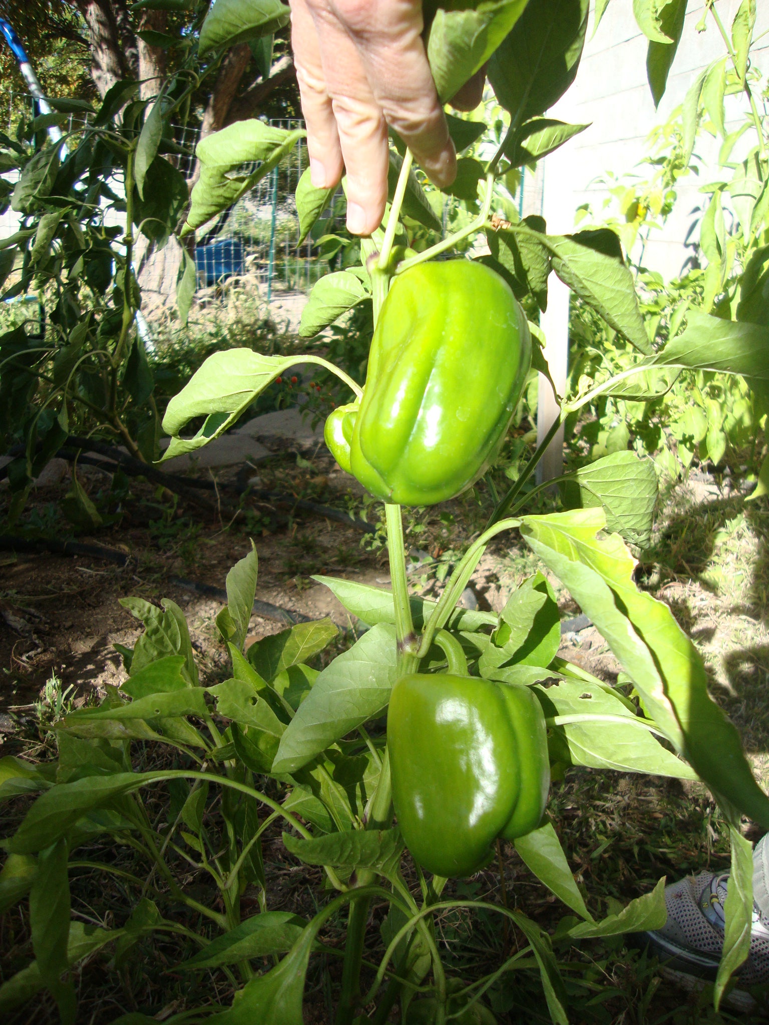 Green Bell Pepper Plant