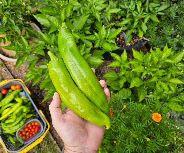 What zone do Hatch chiles grow in? – Sandia Seed Company