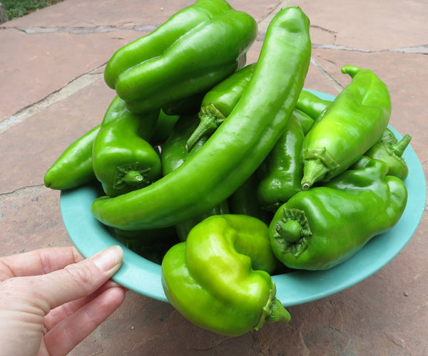 Biggest Pepper in the World – Sandia Seed Company