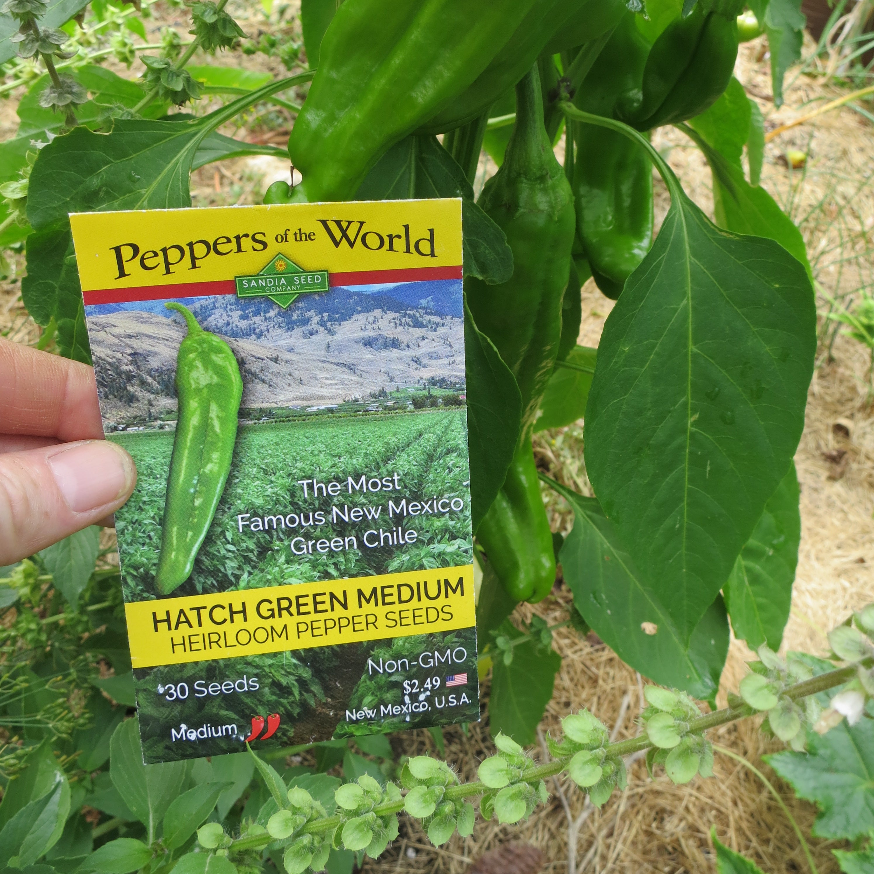 Best Hatch Chile Seeds Review – Sandia Seed Company