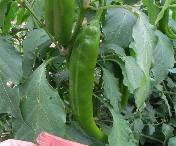 Grow a Hatch Patch – Sandia Seed Company