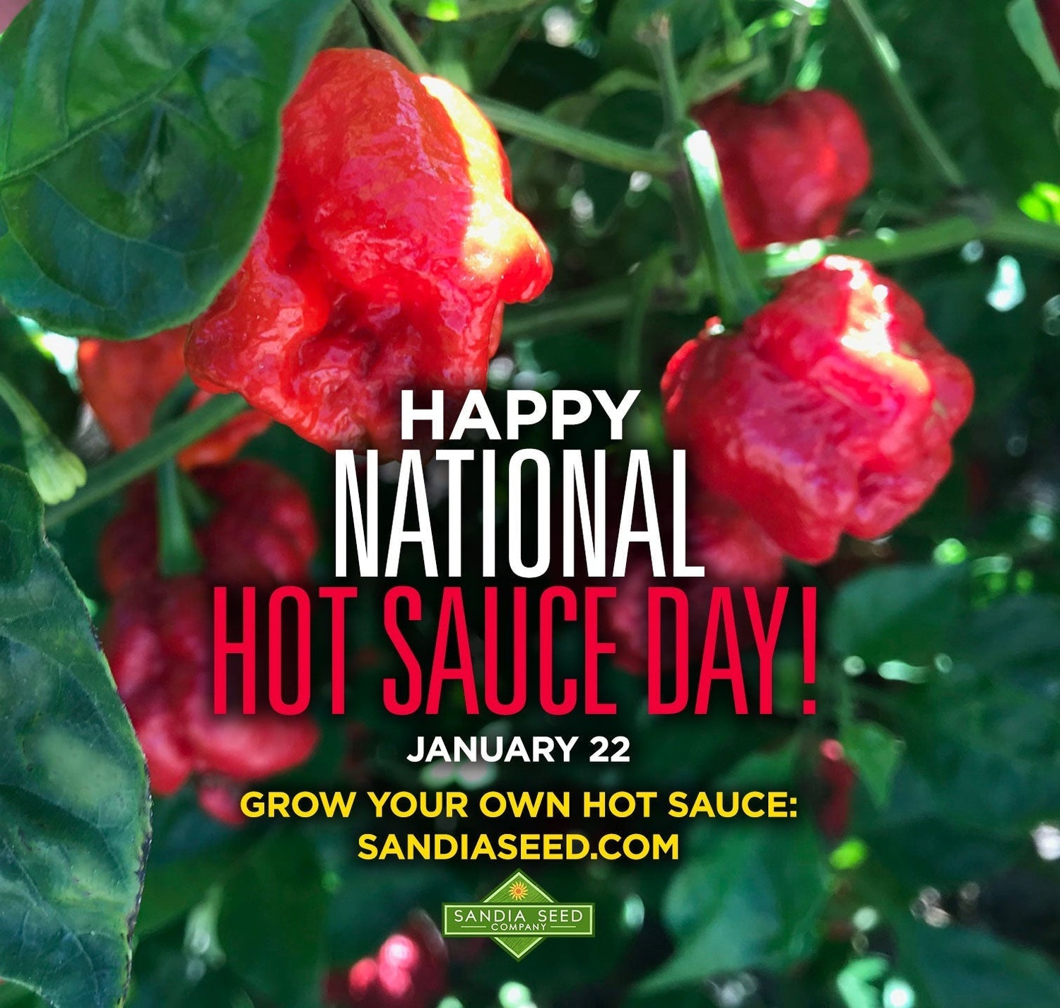 Hottest Pepper 2021 – Sandia Seed Company