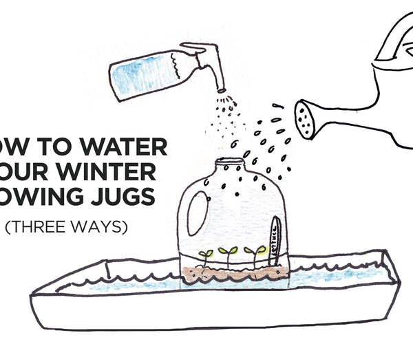 How to Water your Winter Sowing Jugs – Sandia Seed Company