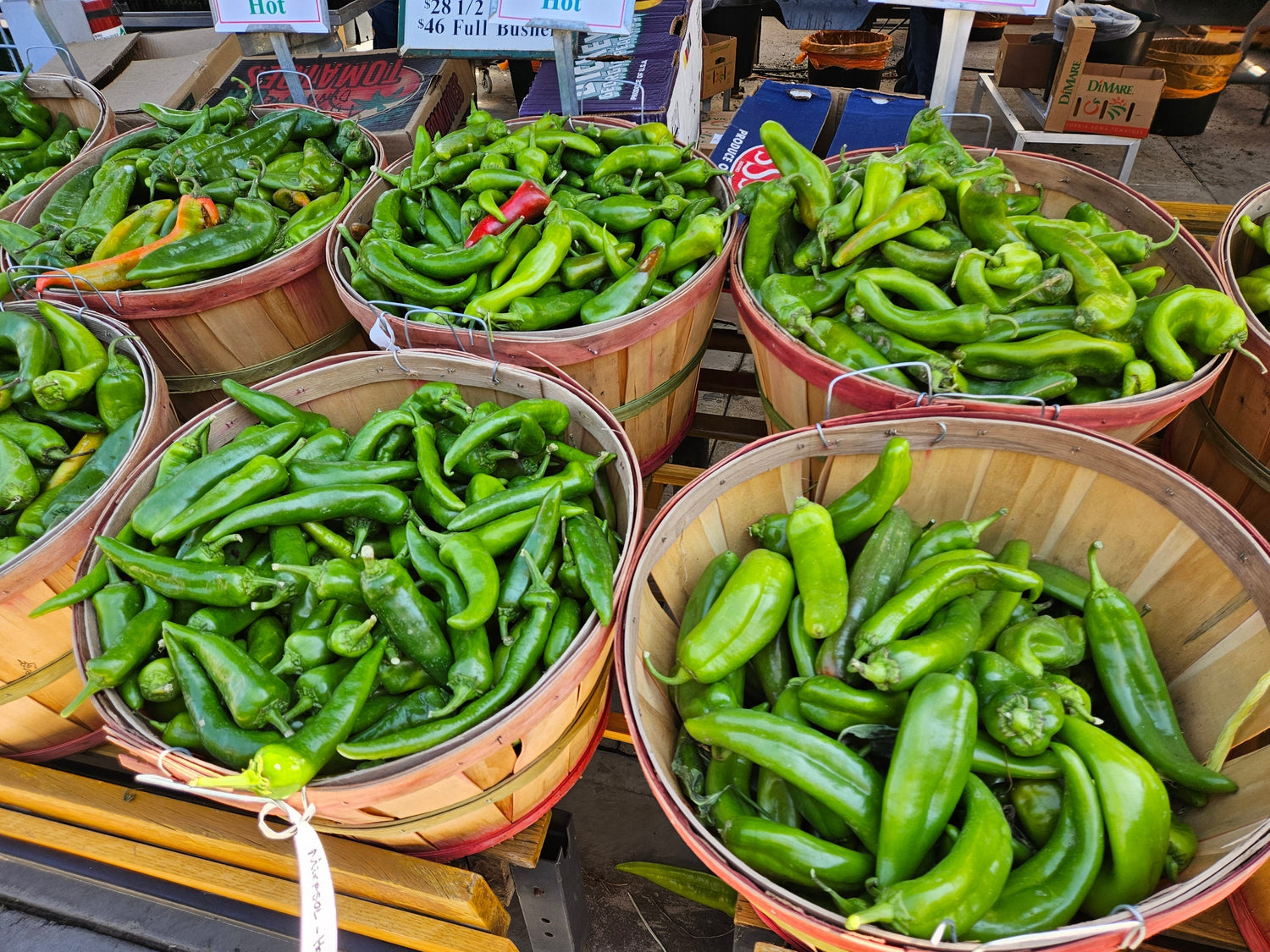 Largest Peppers – Sandia Seed Company