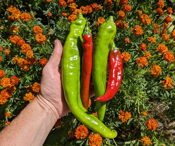 How to Grow Chilli Plants – Sandia Seed Company