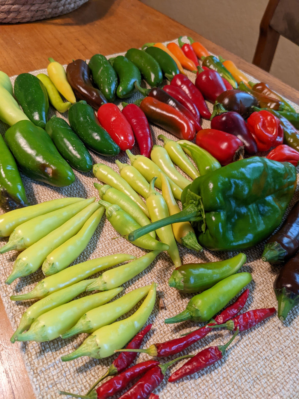 Hot Pepper Seeds | Hatch Chile Seeds | Sandia Seed Company