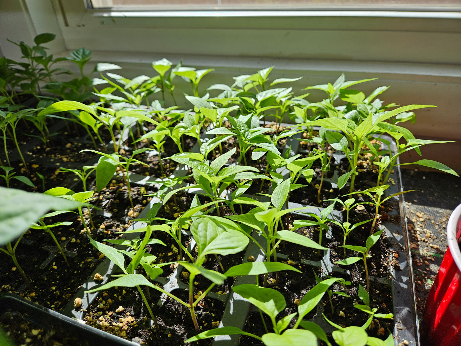 Largest Peppers – Sandia Seed Company