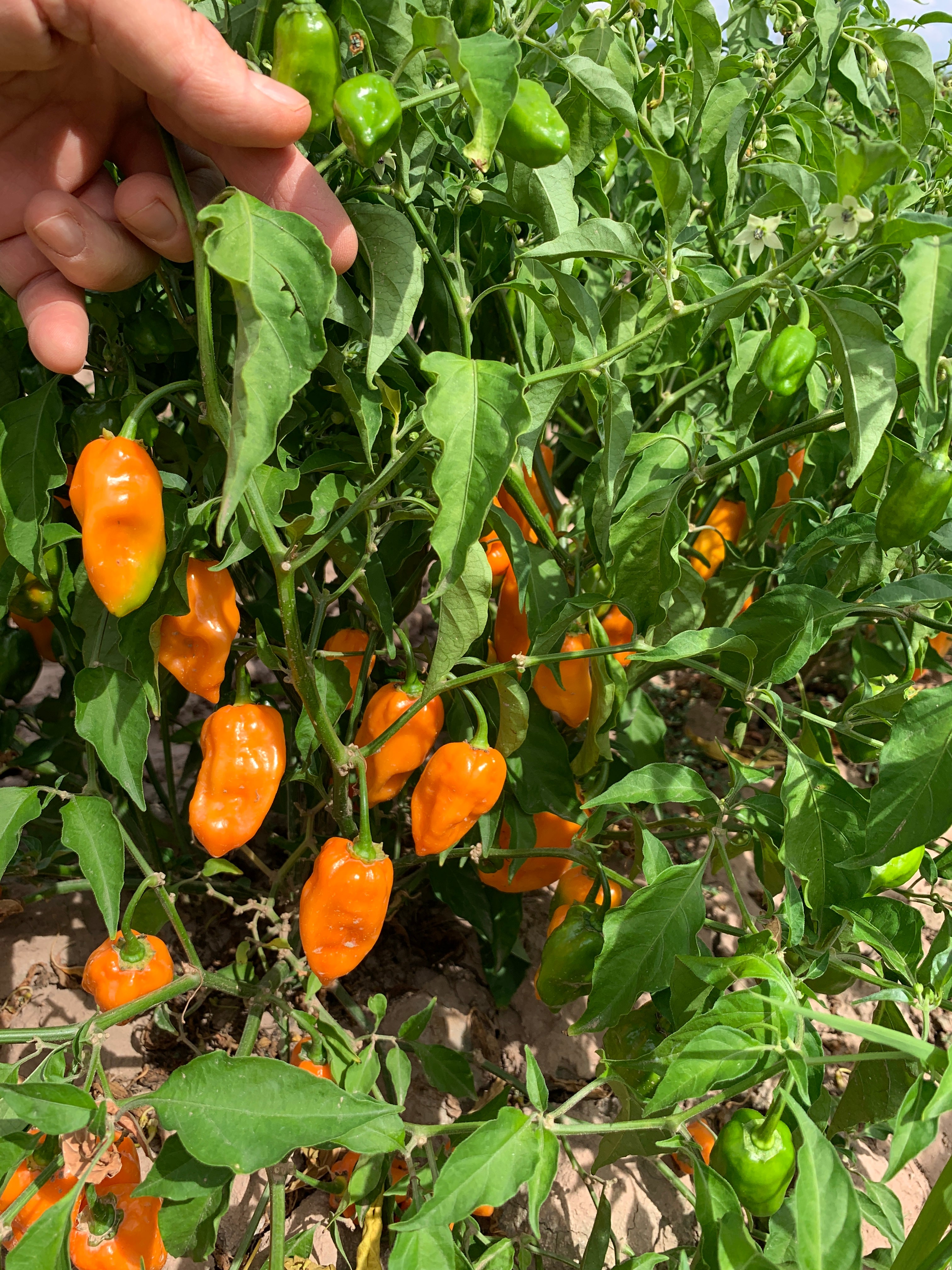 How long do Habanero Plants Live Sandia Seed Company