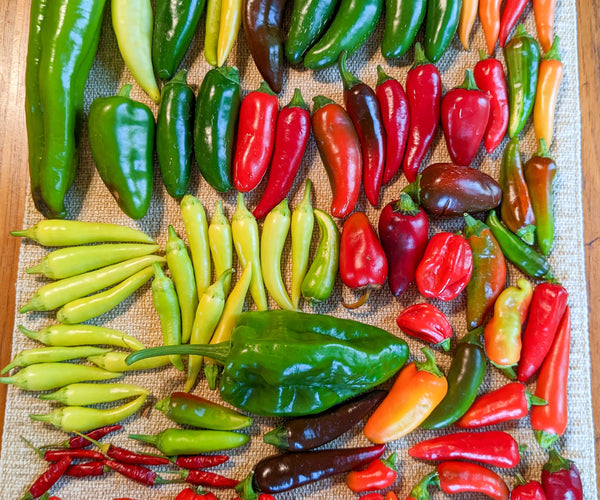 What are the best pepper seeds for beginners? Easy to Grow Peppers ...