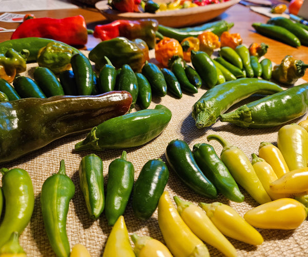 November is National Pepper Month! – Sandia Seed Company
