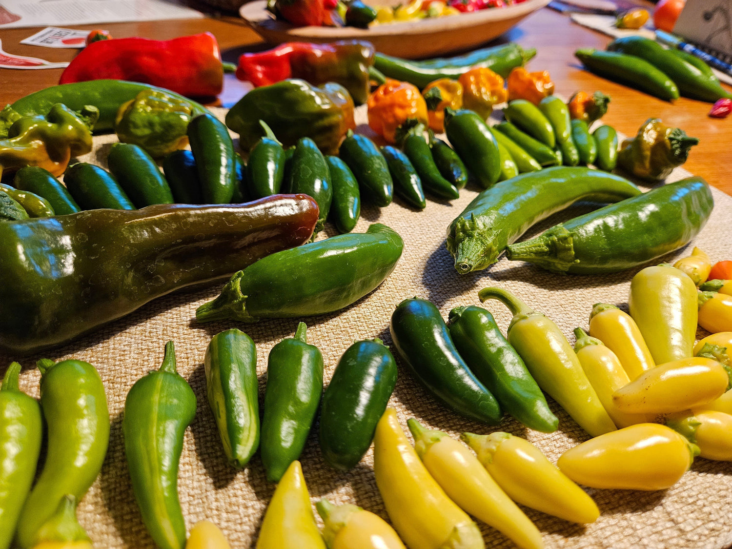 Mirasol Chile Seeds - New Mexico - Medium Heat, Heirloom – Sandia Seed ...