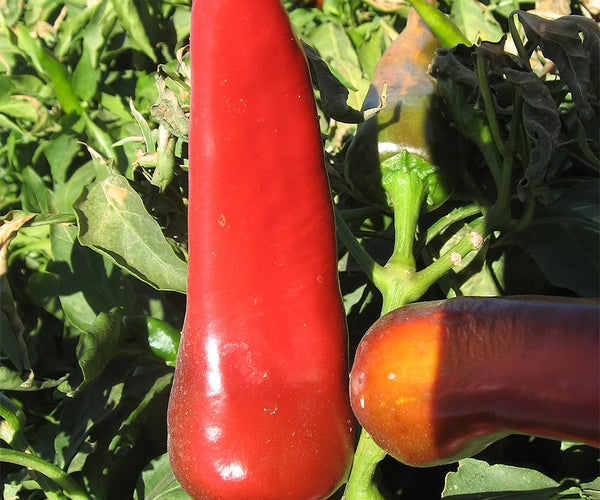 Pueblo Chile from Colorado – Sandia Seed Company