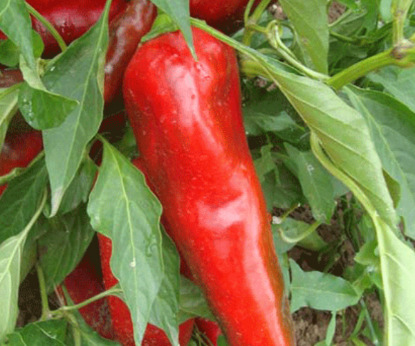 Aleppo Pepper – Sandia Seed Company