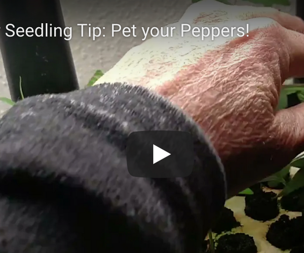 Leggy Seedlings? – Sandia Seed Company