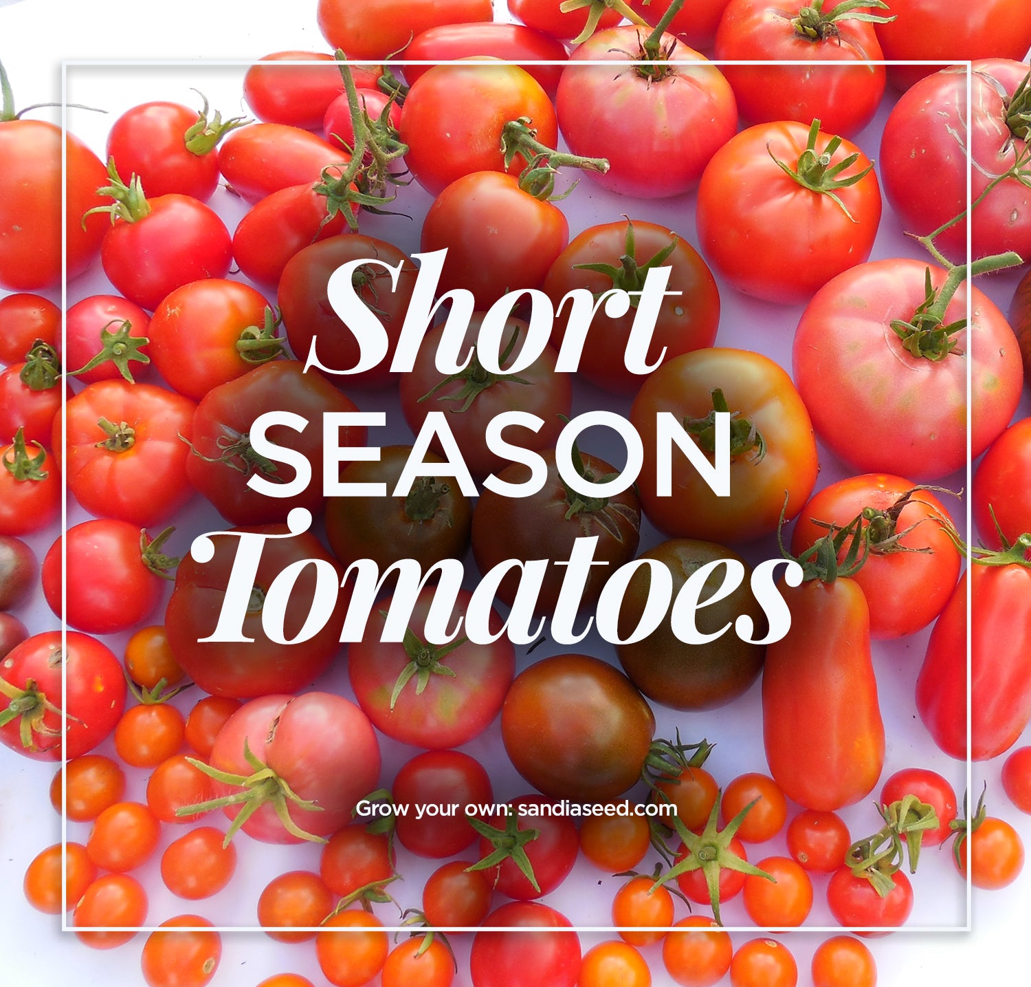 Short Season Tomatoes – Sandia Seed Company