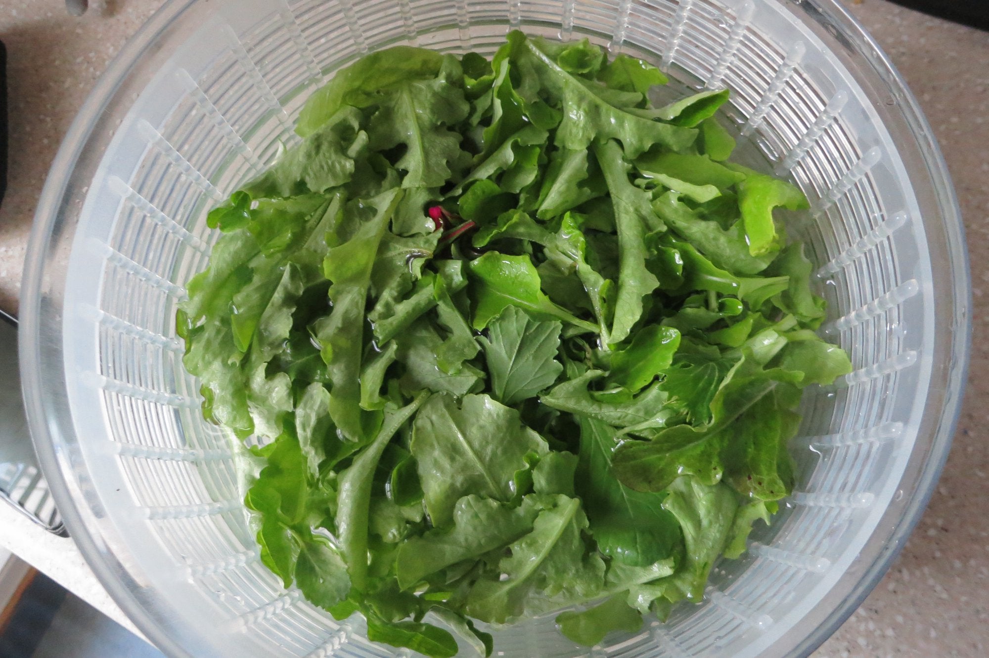 How to Make Lettuce Last Longer – Sandia Seed Company