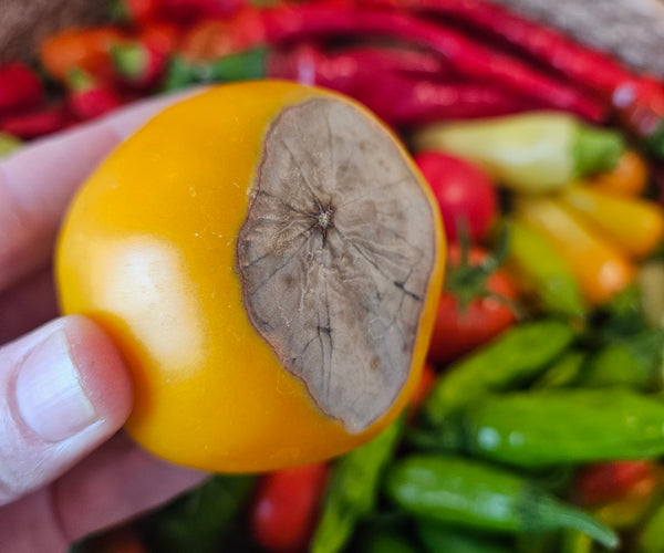 Why are my tomatoes rotten on the bottom? – Sandia Seed Company