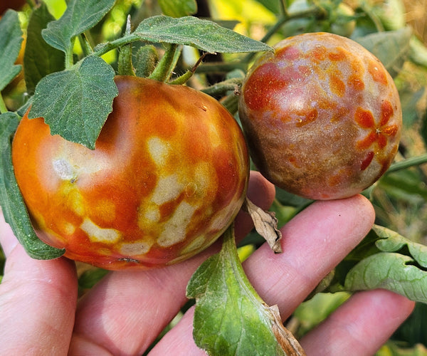 Tomato spotted wilt virus - mottled tomatoes – Sandia Seed Company