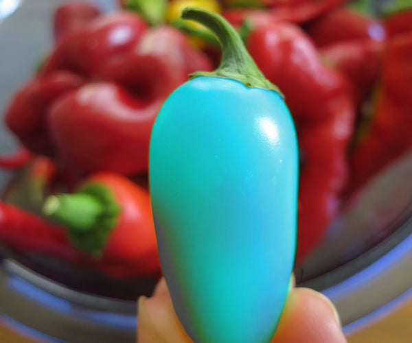 Turquoise Pepper – Sandia Seed Company