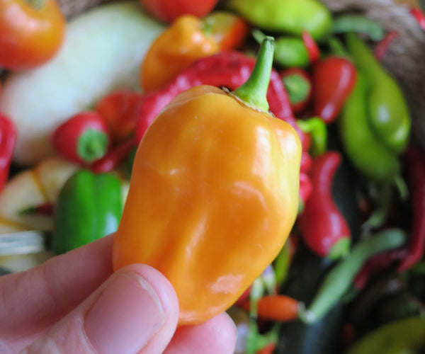 Types of Habaneros - Listed by Heat! – Sandia Seed Company