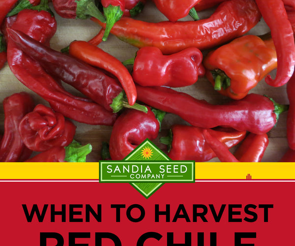 When to Harvest Red Chile – Sandia Seed Company