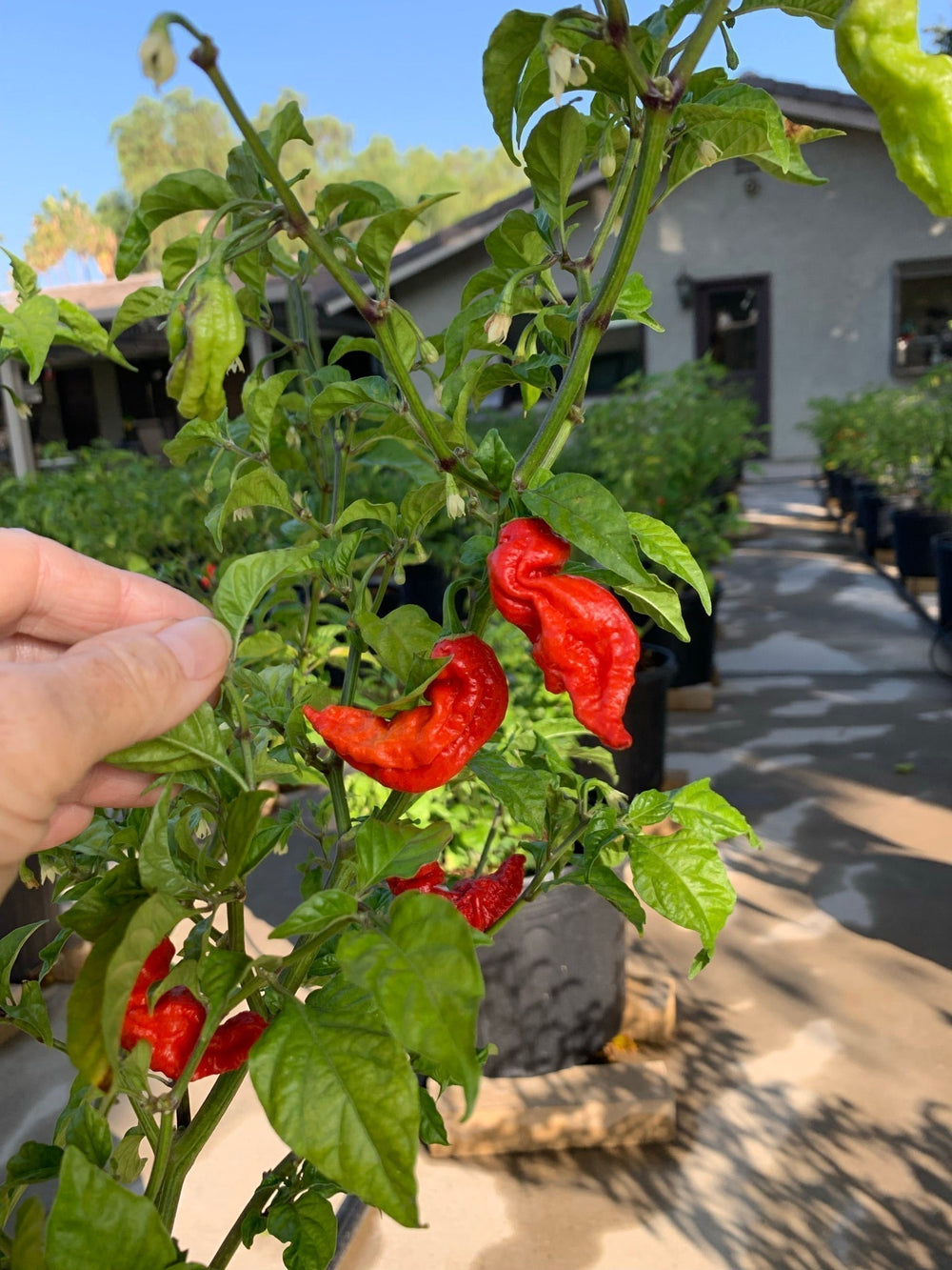 Largest Peppers – Sandia Seed Company