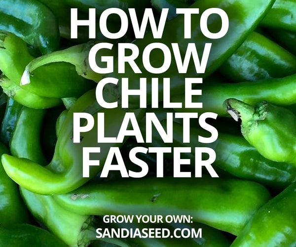 How to Grow Chilli Plants Faster – Sandia Seed Company
