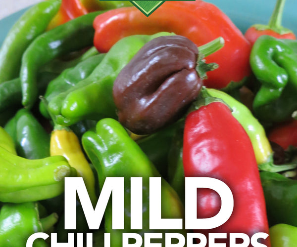 Mild Chili Peppers – Sandia Seed Company