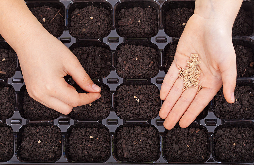 SANDIA SEED BLOG – Sandia Seed Company