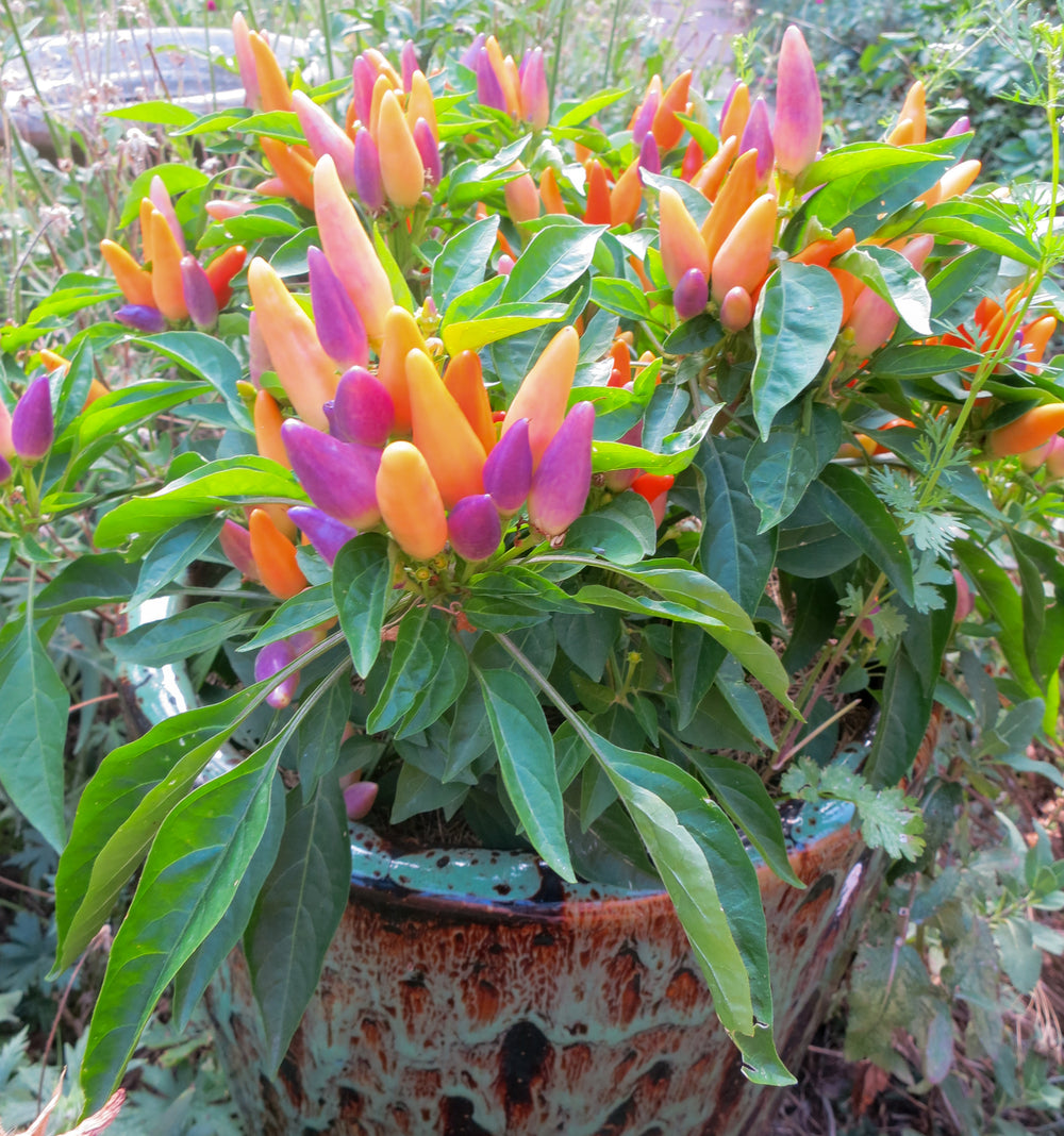 Growing Peppers from Seed: Our Top 12 Tips – Sandia Seed Company