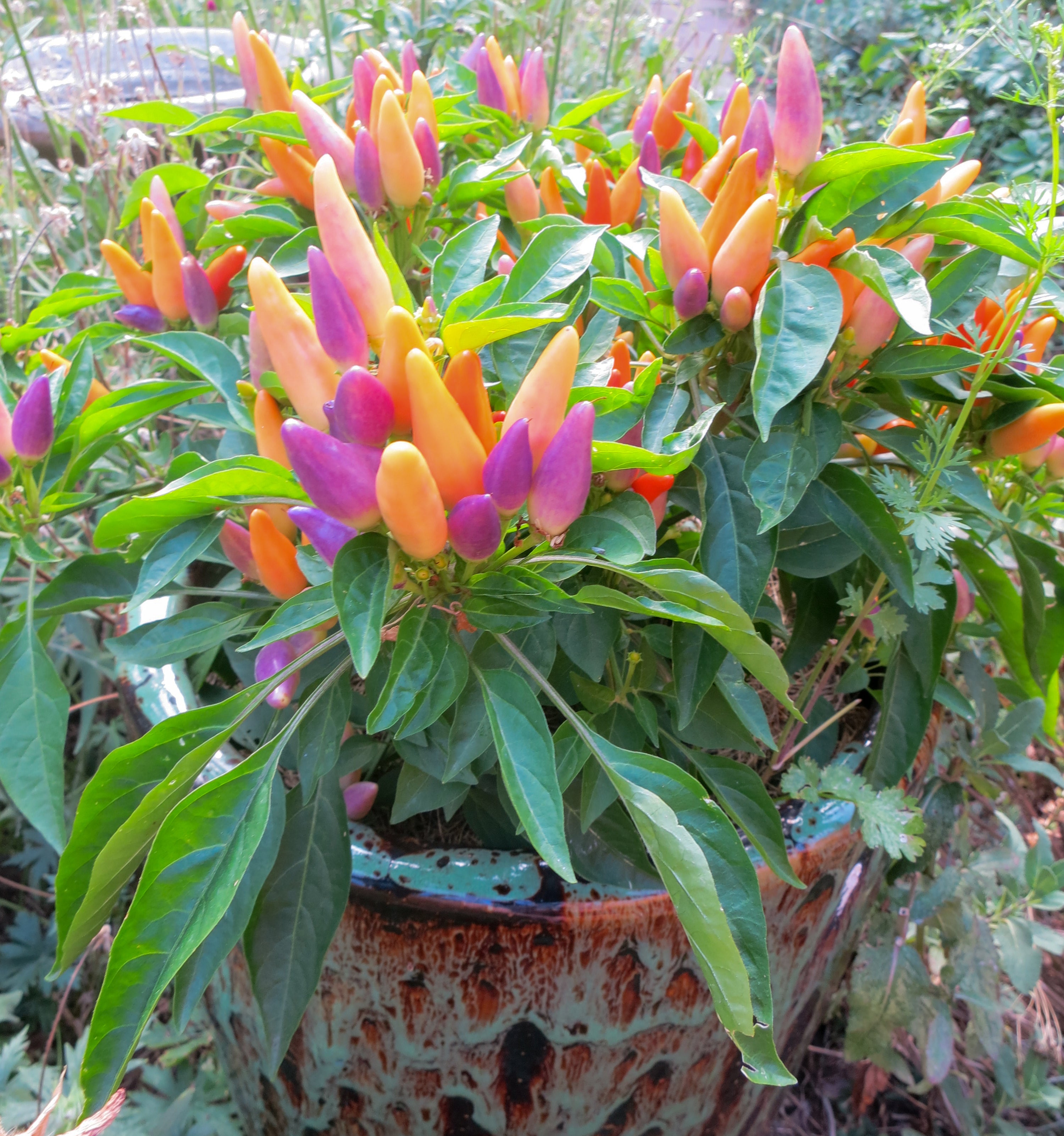 List of Peppers by Heat – Sandia Seed Company