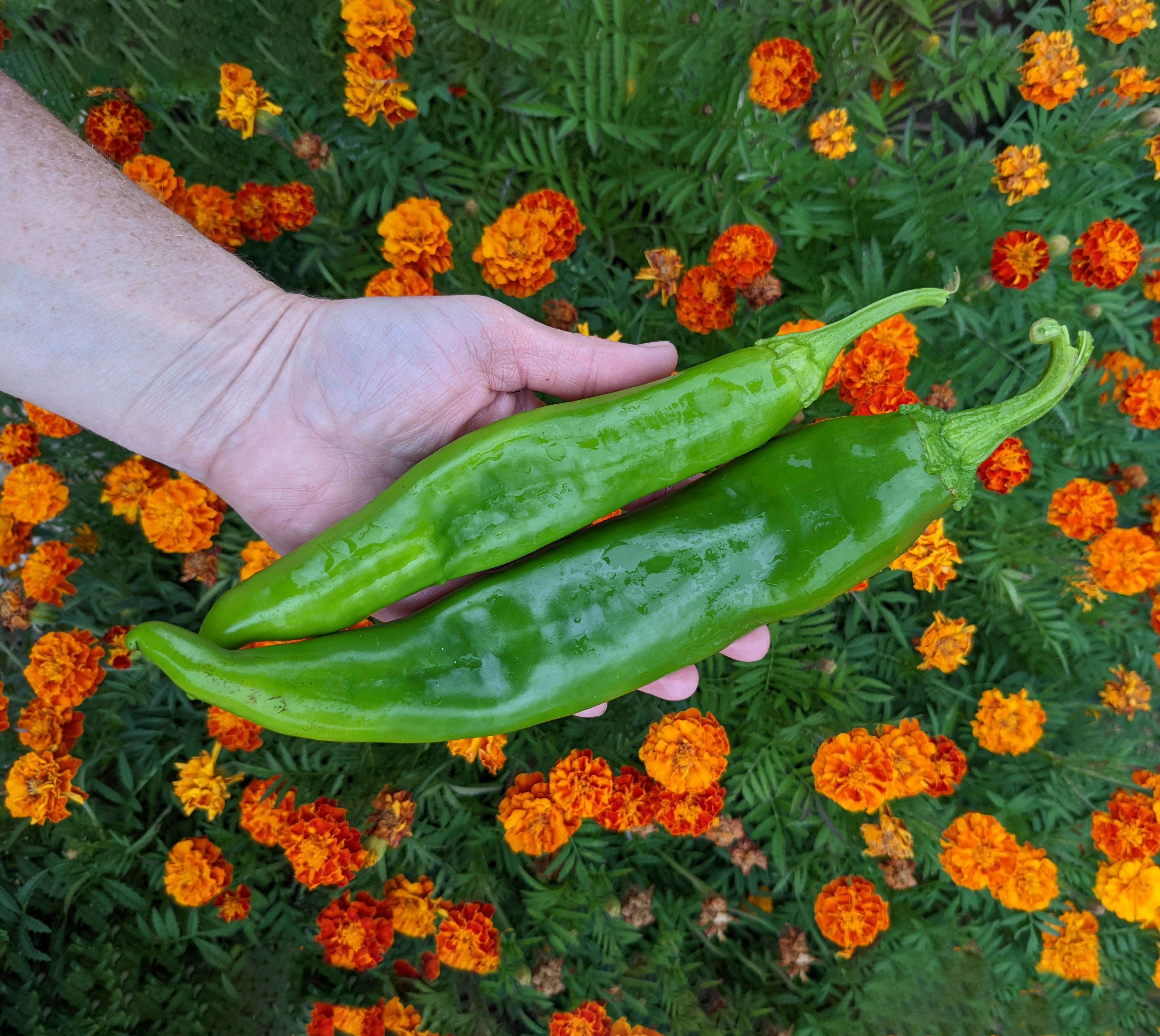 Big Peppers – Sandia Seed Company