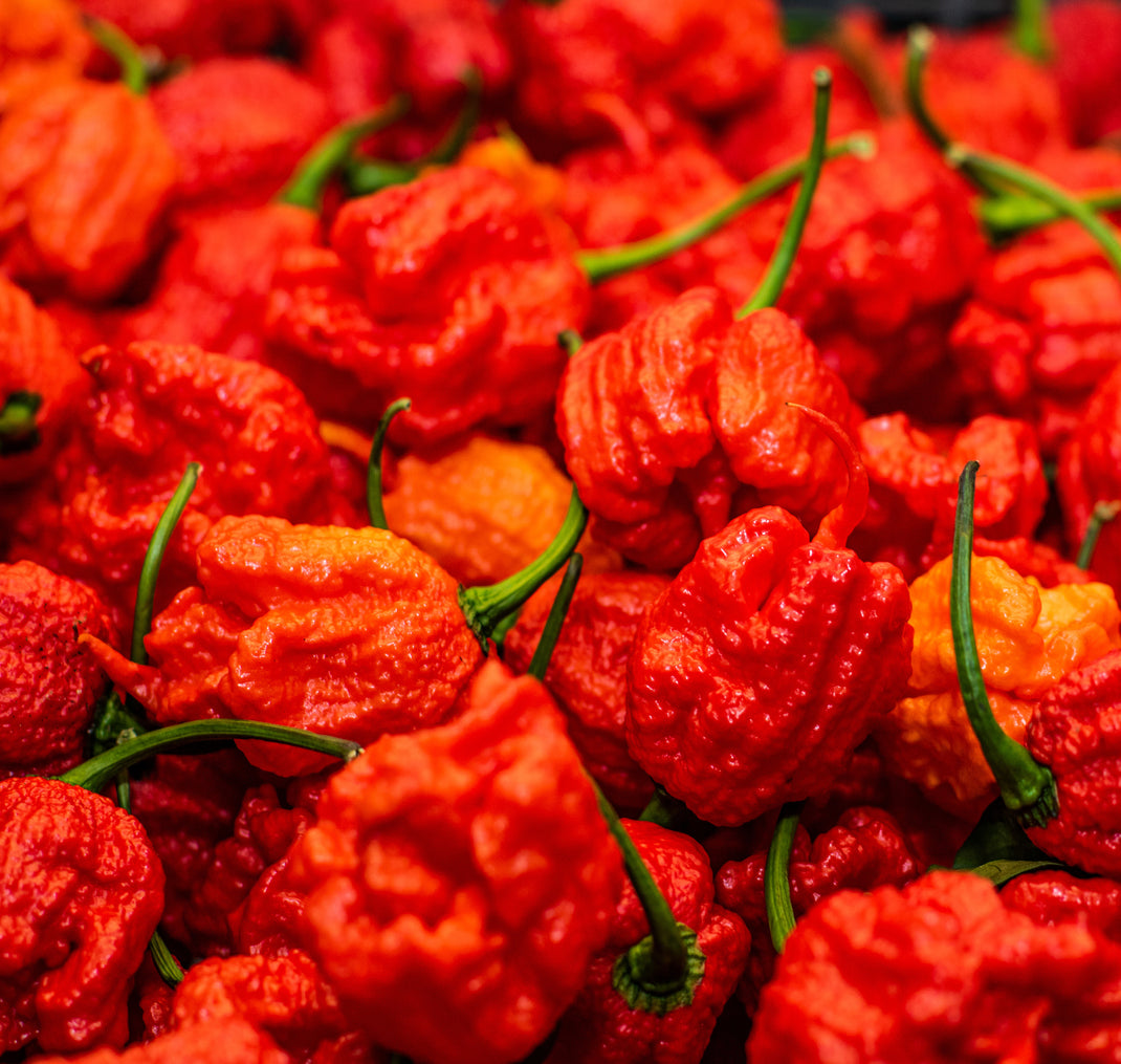Halloween Peppers – Sandia Seed Company
