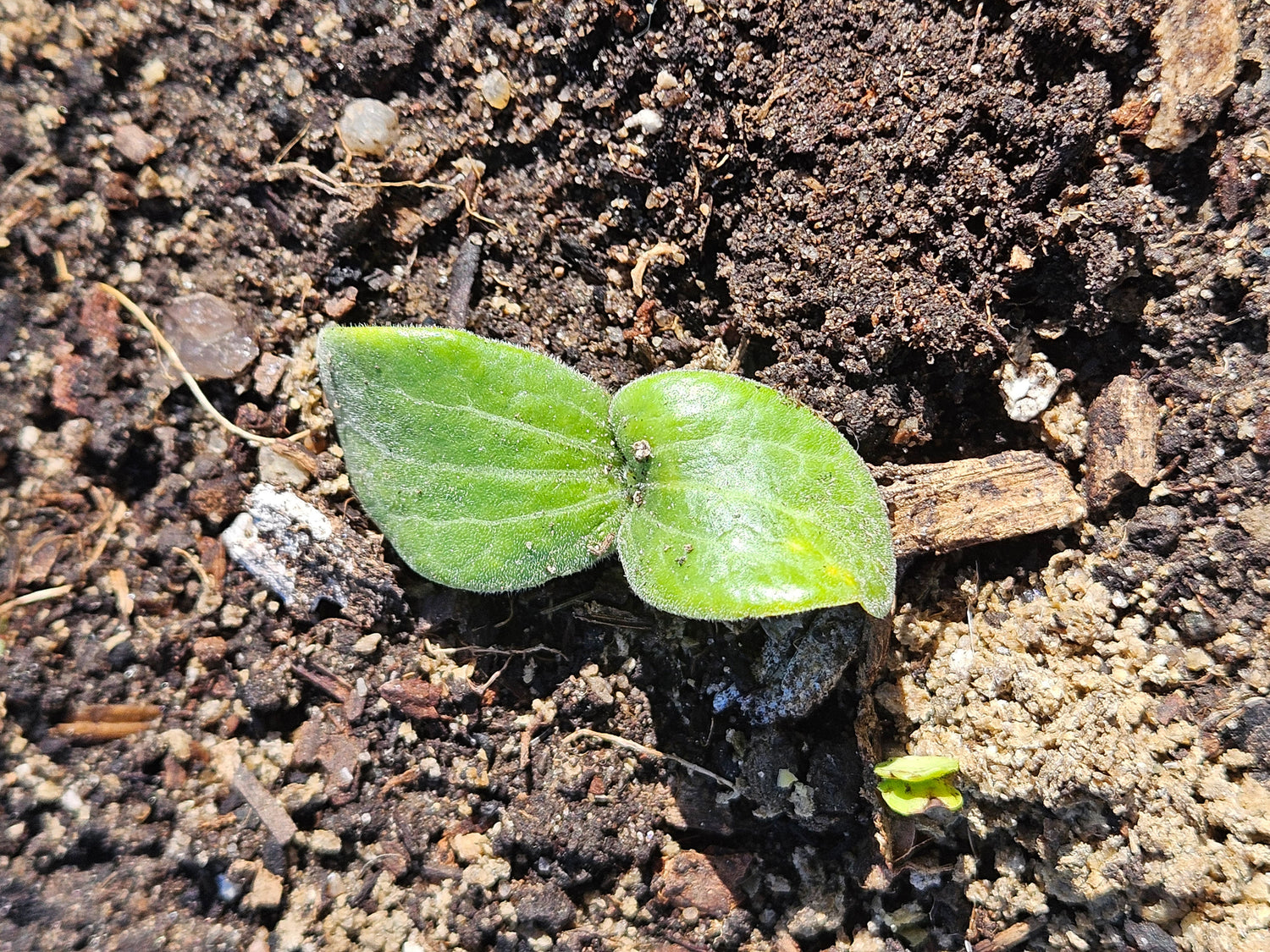Seeds to Plant in May & June – Sandia Seed Company