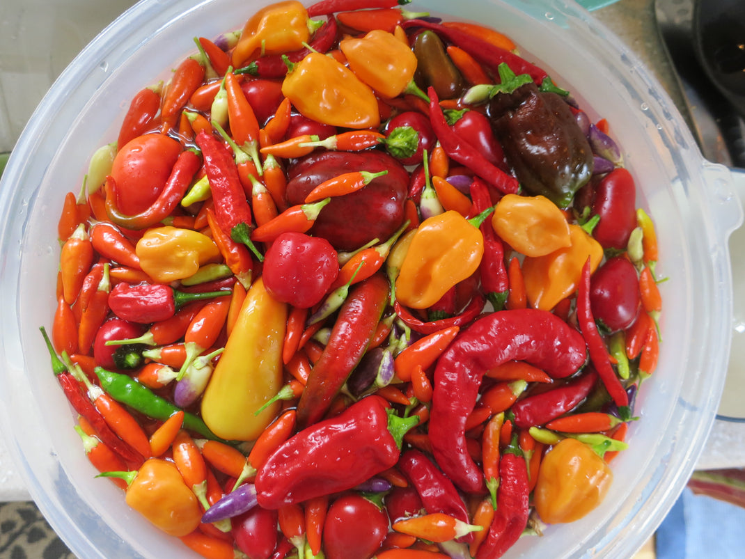 All Pepper Seeds – Sandia Seed Company